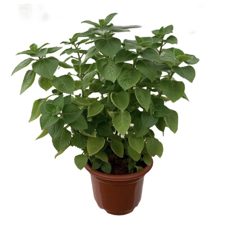 Indian Borage edible Organic potted plant | Shopee Singapore
