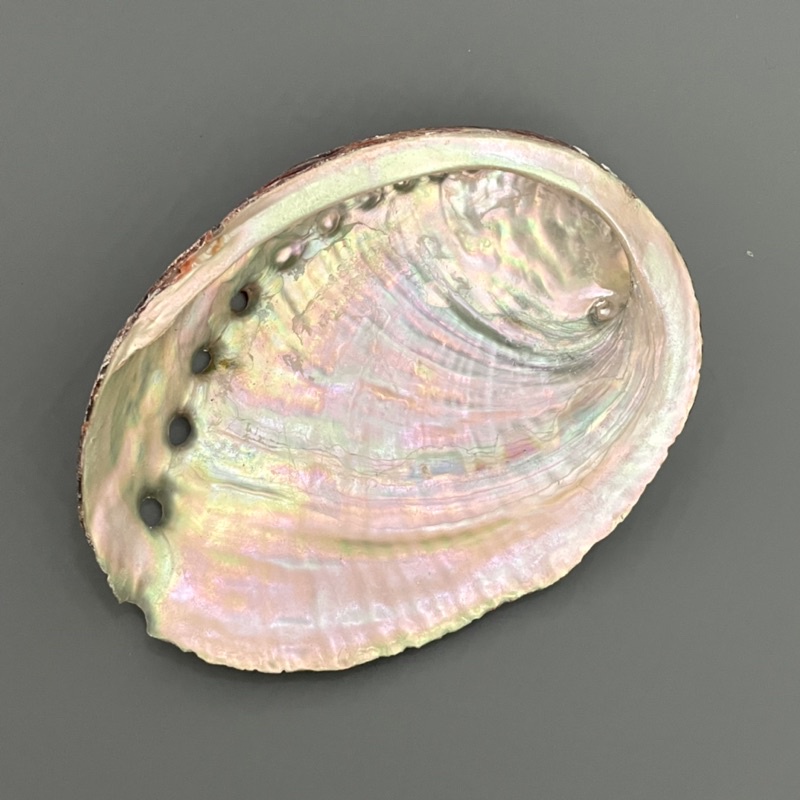 Australian Abalone Shell Green (Medium size) | Shopee Singapore