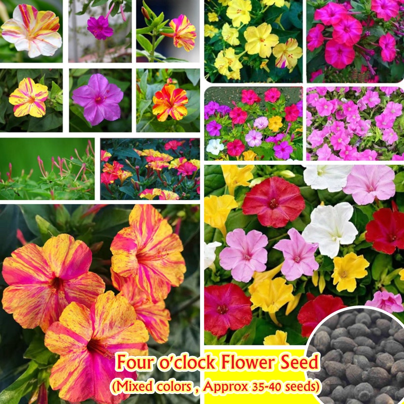 Mirabilis Jalapa 35-40pcs/pack Rare Colorful Four O'clock Flower Seeds ...