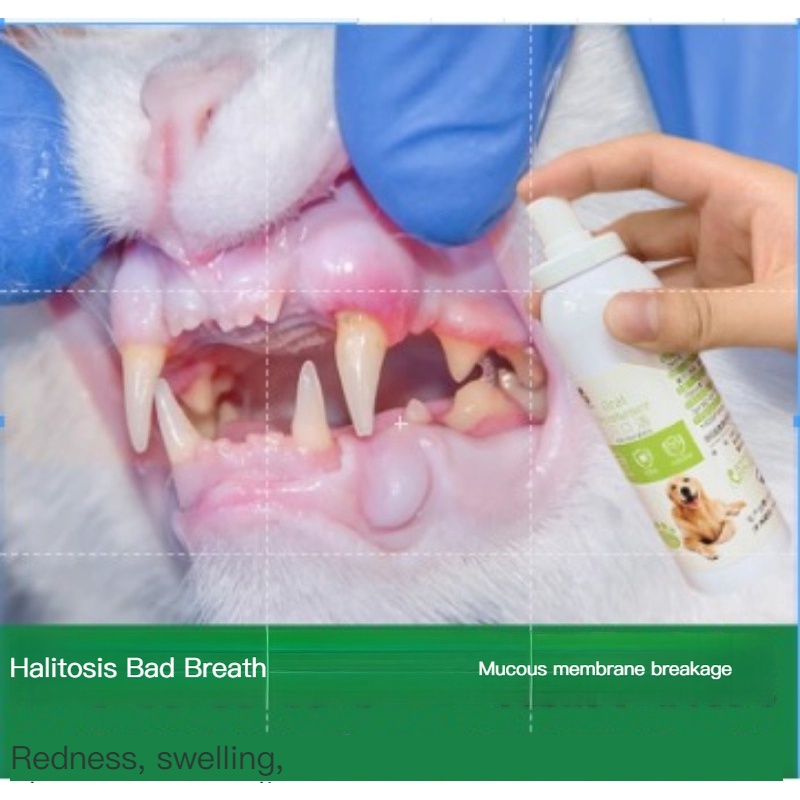 Cat stomatitis spray cat oral ulcer gum inflammation red swelling ...