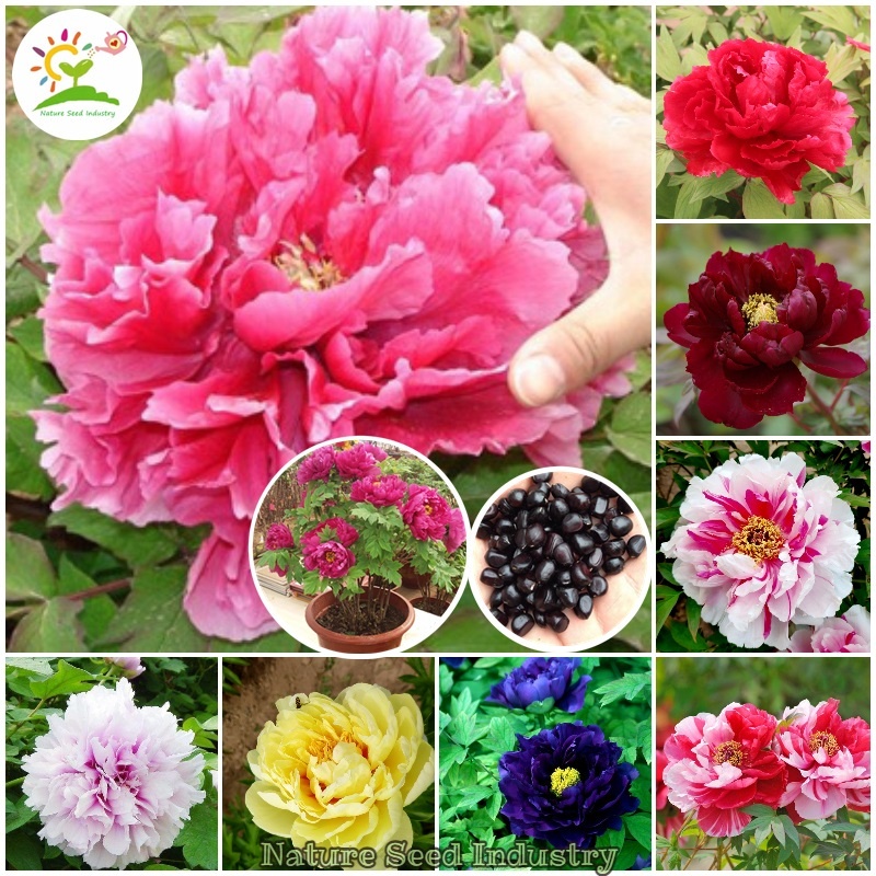 20 Pcs Seeds/pack Color Mixing Peony Flower Seeds Flowering Plants ...