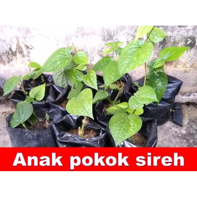 Basic Children Sireh / Betel Pokok Seeds | Shopee Singapore