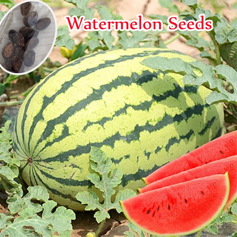 Singapore Ready Stock Giant Watermelon Seeds 30pcs Organic Fruit Seed ...