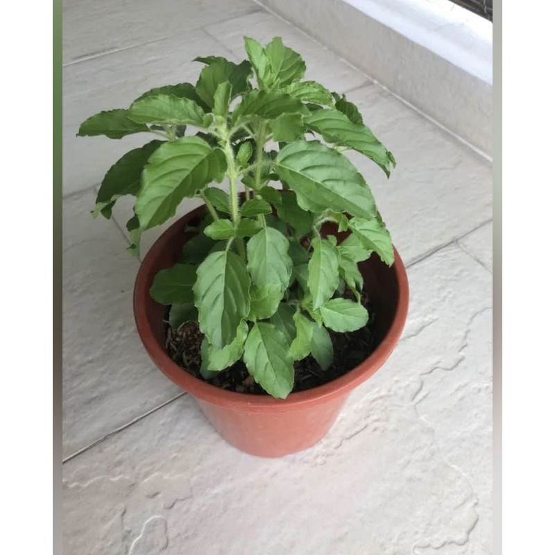 Dwarf holy basil Plant Tulsi Edible Herb Plant 100% organic and edible ...