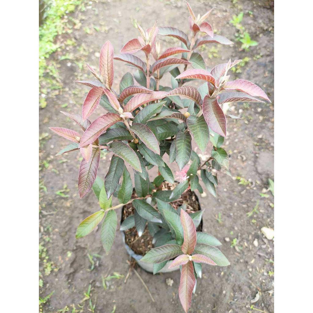 Mini Red Guava Plant - Fruit Plant | Shopee Singapore