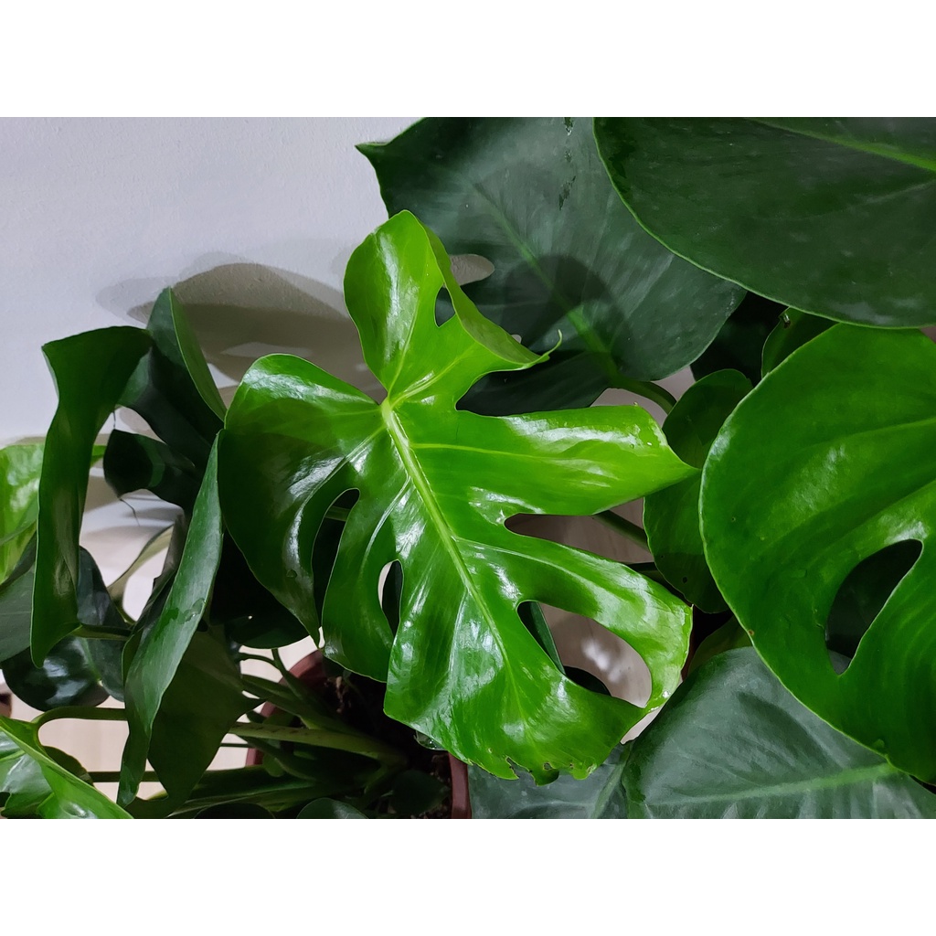 Monstera Deliciosa / Rhaphidophora Tetrasperma Baby Mini Monstera Home ...