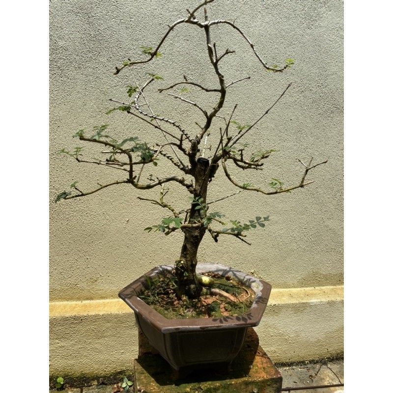 MERAH Bonsai Once Potted Red Soil Bonsai Fraxinus Chinensis'S' Bonsai ...