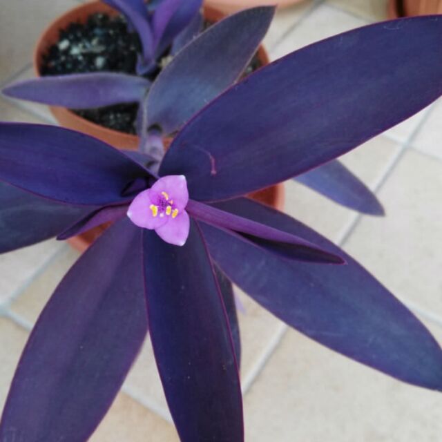 Pokok Hiasan daun unggu ( gantung) | Shopee Singapore