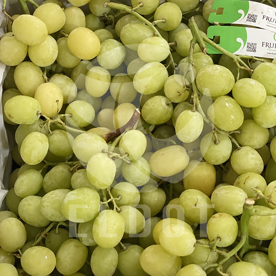 FRUITICO Sweet Globe Green Seedless Grapes (1 Packet - 950g+-) | Shopee ...