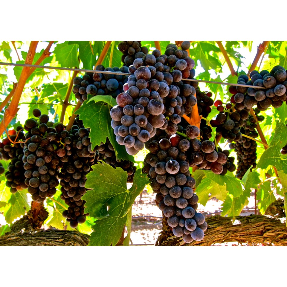 SHOP 24 Medinet Grenache 1 Litre Red Wine 2 bottles France wine Good ...