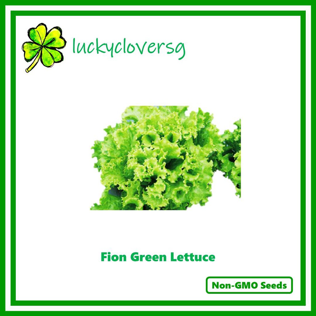 Fion Green Lettuce - *Seeds from SG* | Shopee Singapore