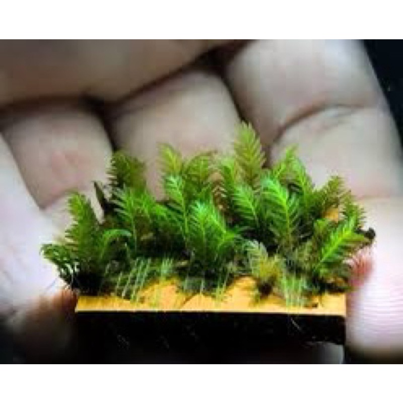 SG READY STOCK | Java Moss Mini Pelia US Fissiden Thai Fissiden Moss ...