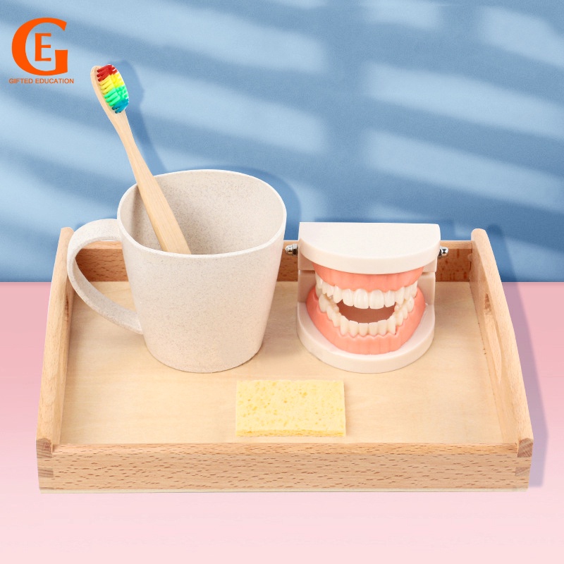 Montessori Children Brushing Tooth Teaching Tool Kids Brush Teeth ...