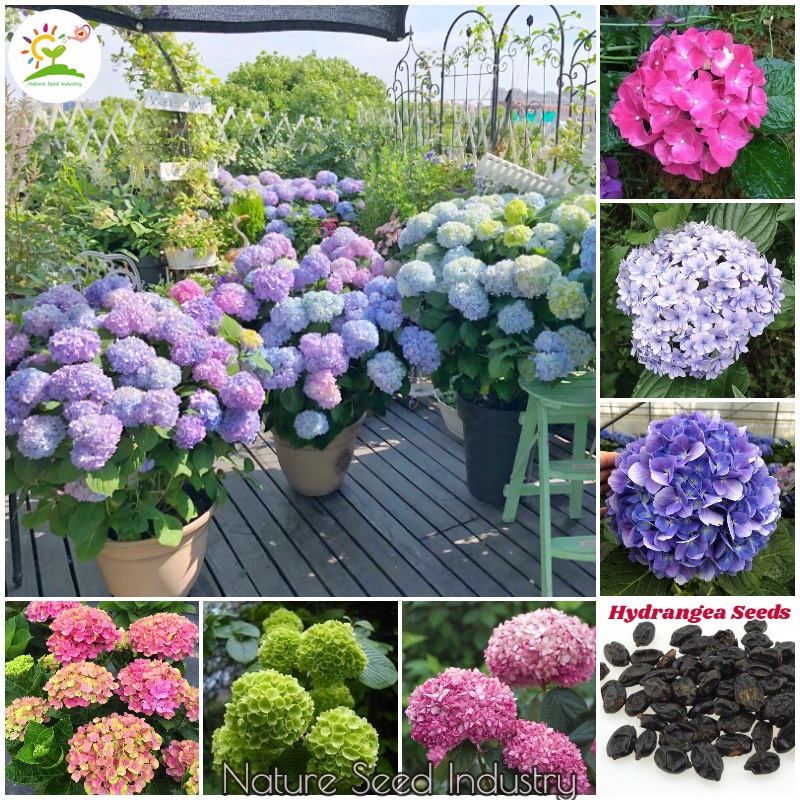 [Local Ready Stock] Mix Hydrangea Seeds (50pcs Seeds for Planting ...
