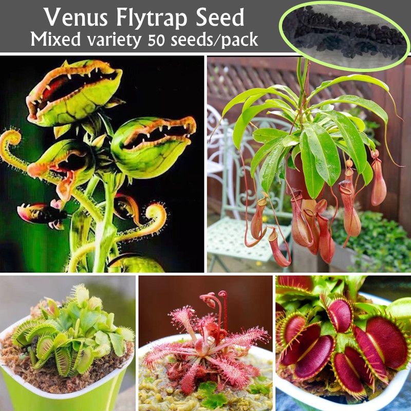 50seeds Mixed Variety Venus Flytrap Seed for Planting High Germination ...