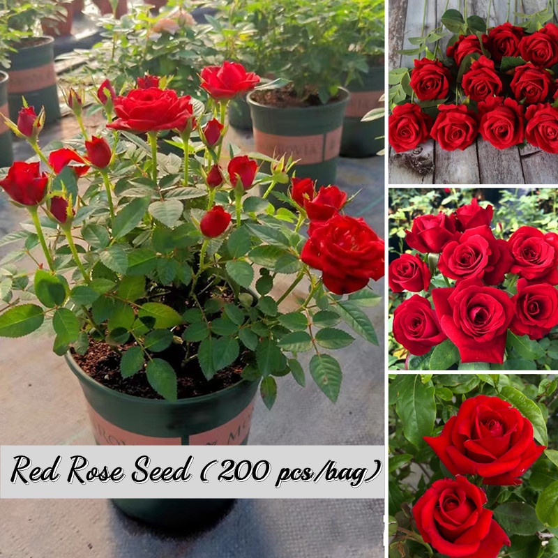 Singapore 200Pcs Fast Germination Red Rose Flower Seeds 红玫瑰种子 Rose ...