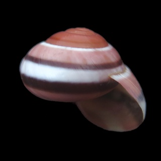 Asperitas trochus sparsa – Pink GEM/F++ 22.3mm - Landsnail - land snail shells - Specimen shell ...