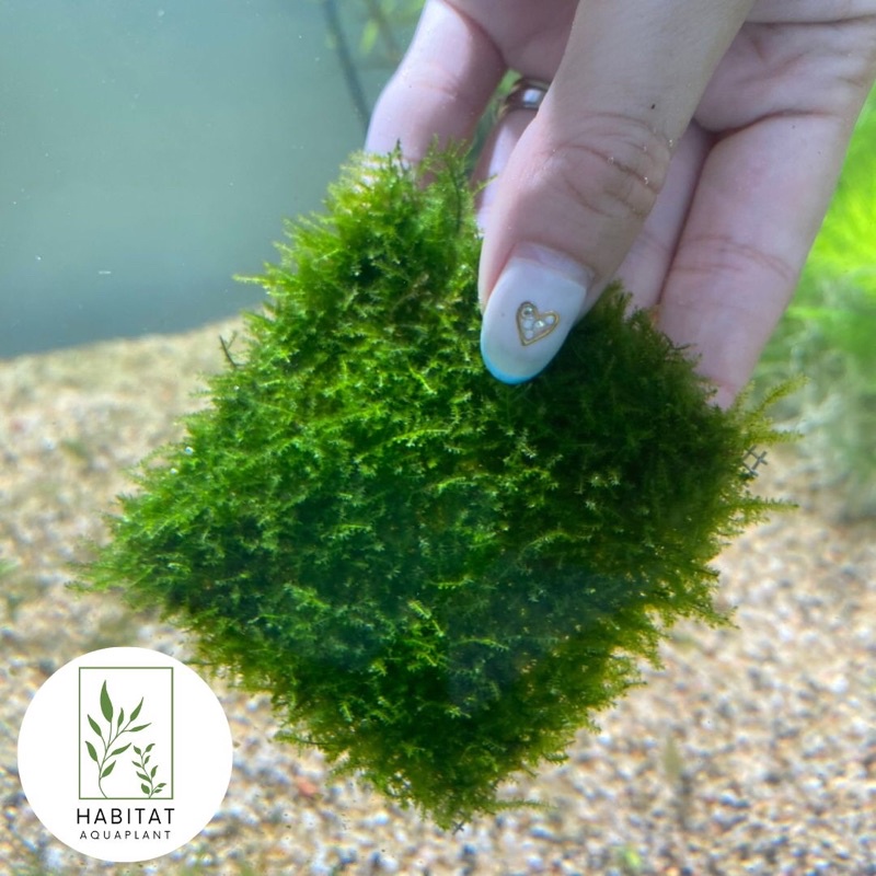 Crystal Moss on Wire Mesh Fresh Live Aquarium Aquatic Plants (Ready ...