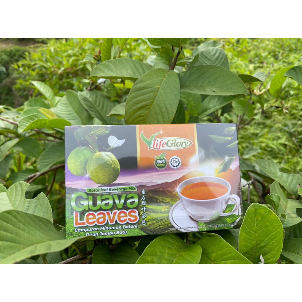V Life Glory Guava Leaves Tea (Teh Daun Jambu Batu 番石榴叶茶) 4 Free 1 ...