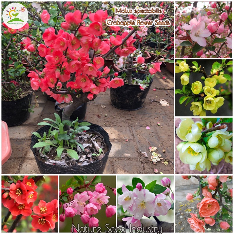 [Fast Delivery] 100 pcs Malus spectabilis Seeds Crabapple Flower Seeds ...
