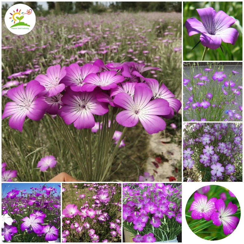 50 Pcs Seeds/pack Agrostemma githago Bonsai Flower Seeds Flowering ...