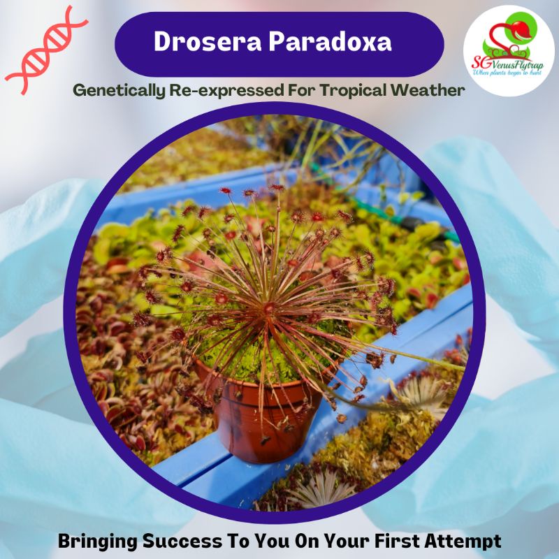 ☘️ Sundew - Drosera Paradoxa | Shopee Singapore