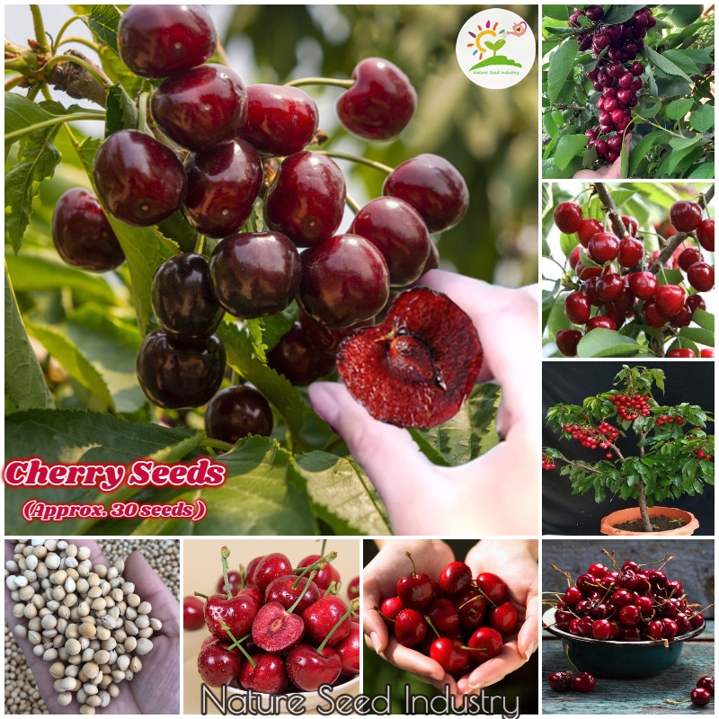 [Singapore Ready Stock] Sweet Cherry Seeds for Planting (30pcs Seeds ...