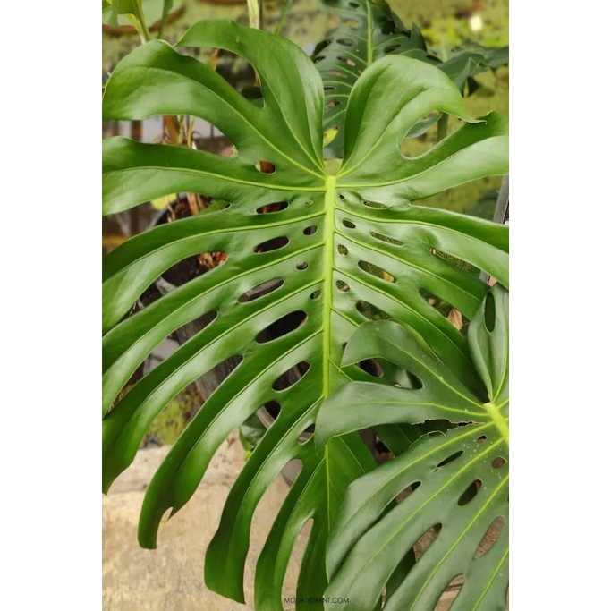 Monstera Giant XXXL Fresh Cut - Fresh Flowers Arrangement Online Flower ...