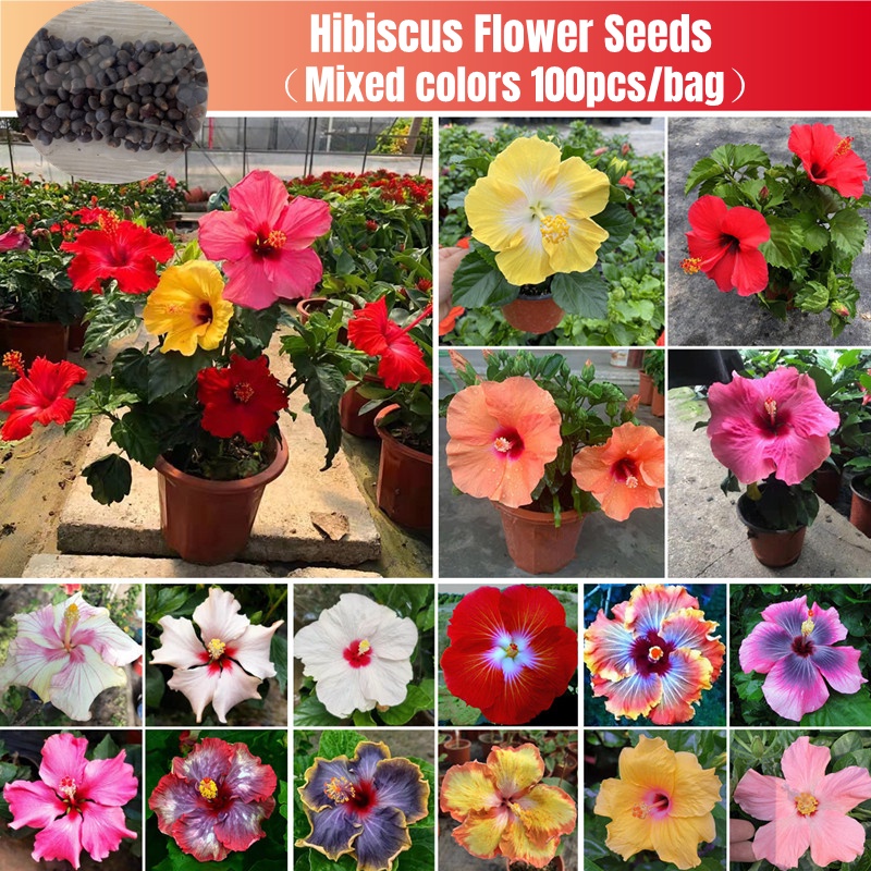 100% Original Mixed Colorful Raya Hibiscus Flower Seeds for Planting ...