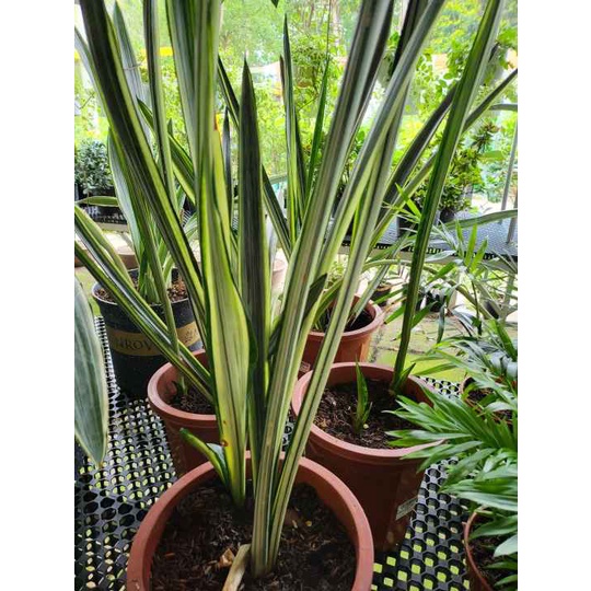Sansevieria Bantel's Sensation ( Green Roof, Flowerbed / Border ...