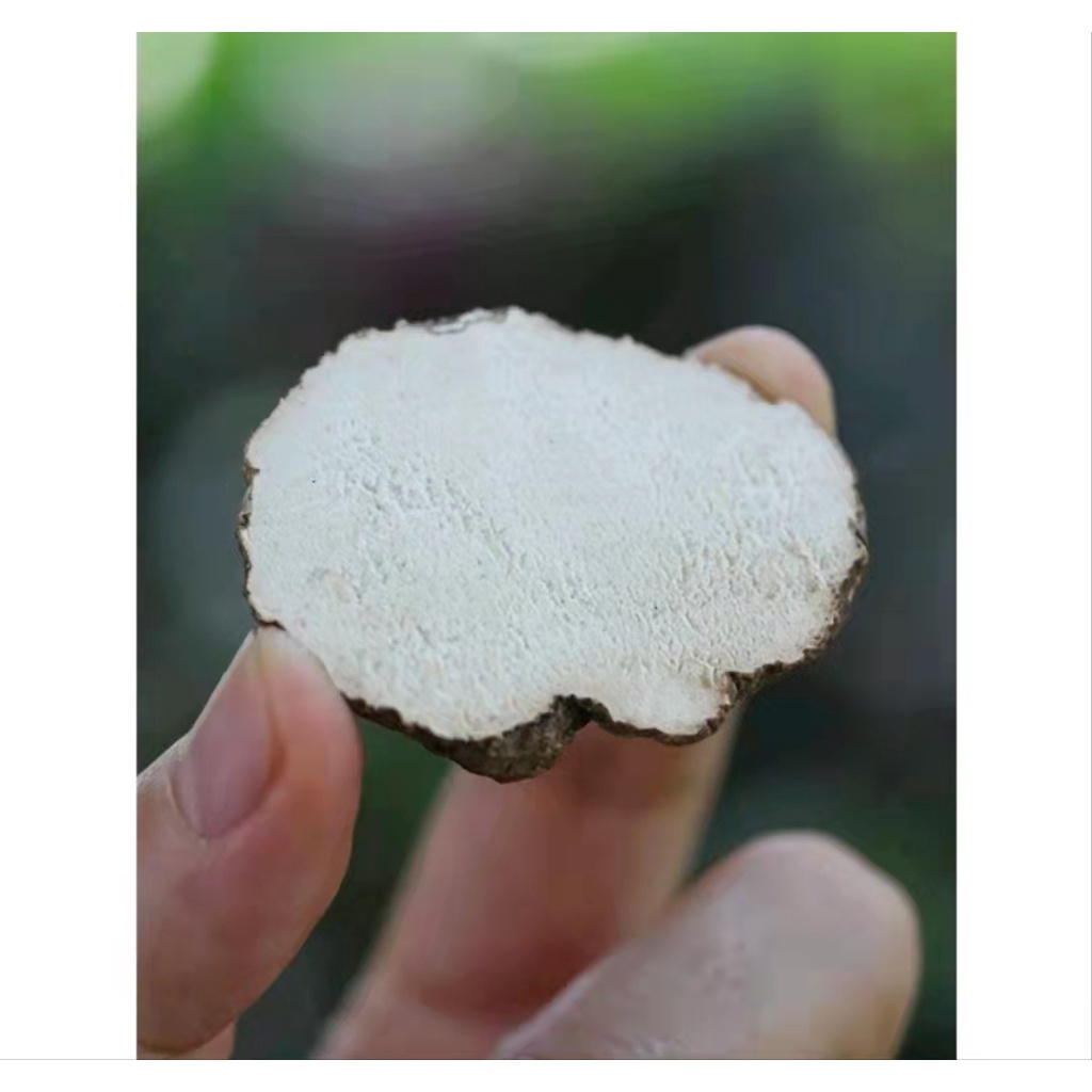 Tiger Milk Mushroom Cendawan Susu Harimau 虎乳灵芝片 老虎奶 50gram | Shopee ...