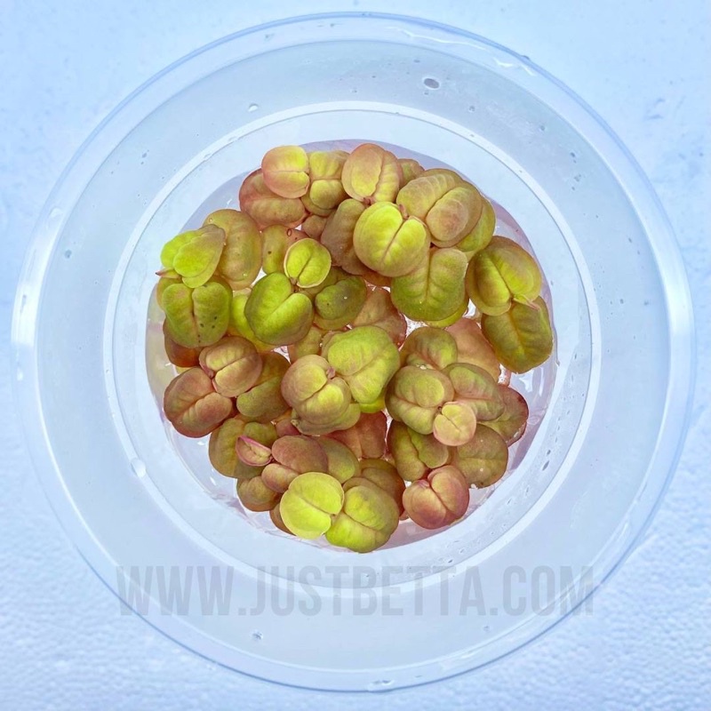 Red Root Floaters (Phyllanthus Fluitans) - Live Aquatic Floating Plant ...