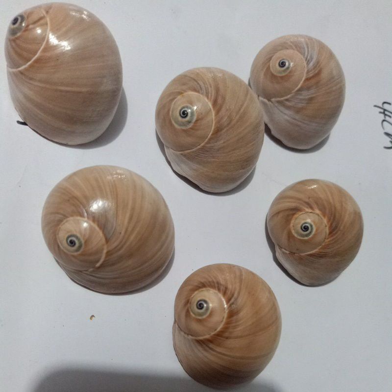 MATA Shark EYE Shell Shell, Fish EYE & Channel | Shopee Singapore