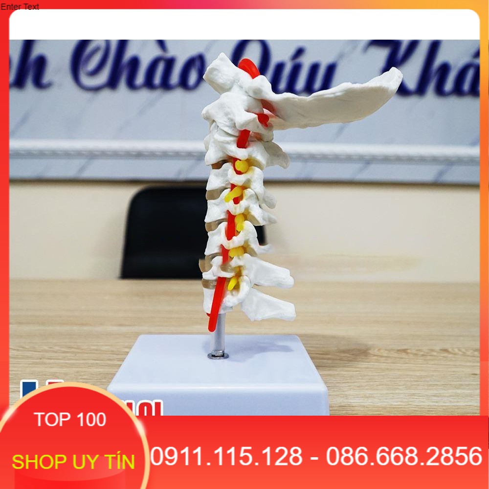 Cervical bone anatomy model - Cervical spine 40cm | Shopee Singapore