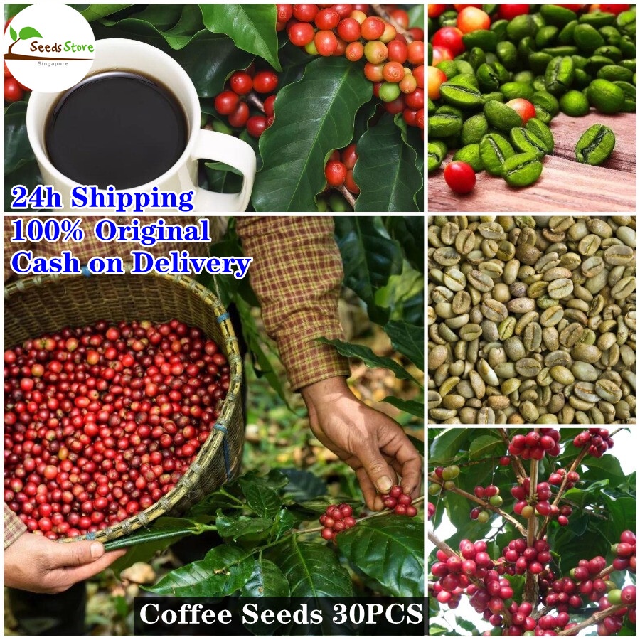 100% Original 30pcs Coffee Seeds Fruit Tree Seeds for Planting Plants ...
