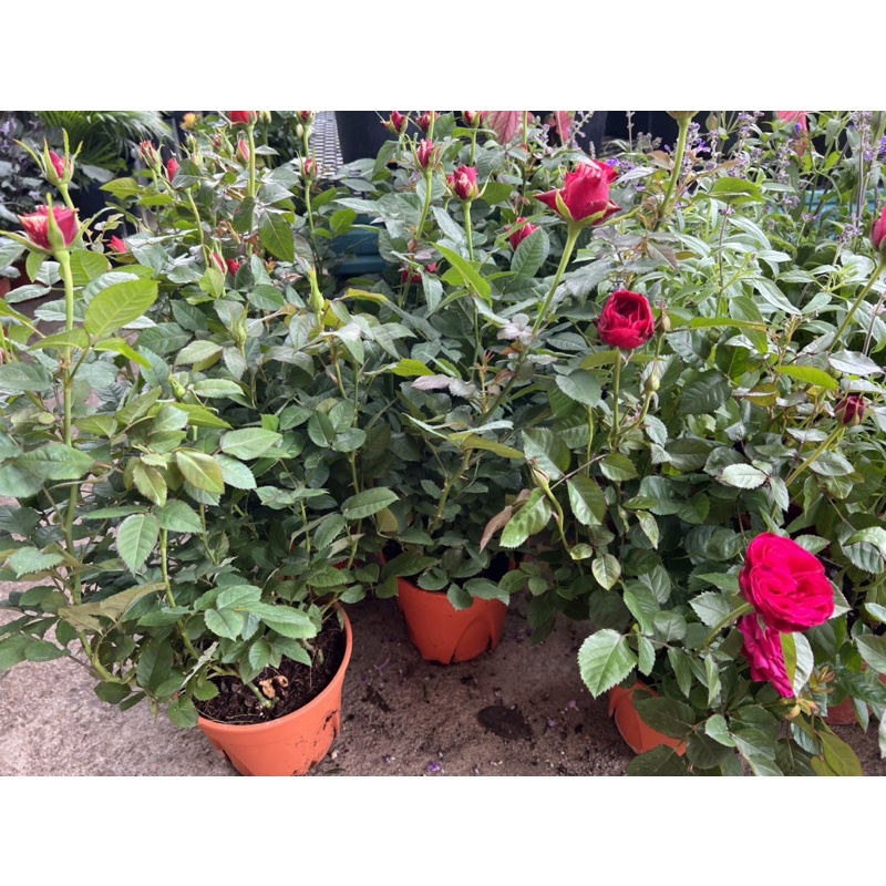 Bunga Ros Cameron Separa Panas & Wangi ( Random Roses ) | Shopee Singapore