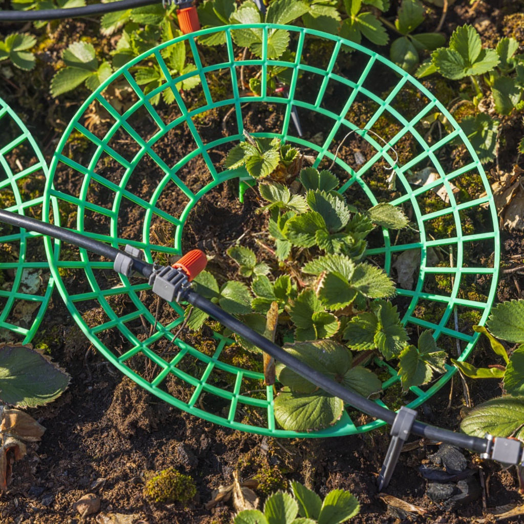Strawberry Supports Pergolas Planting Rack Home Vine Pillar Three ...