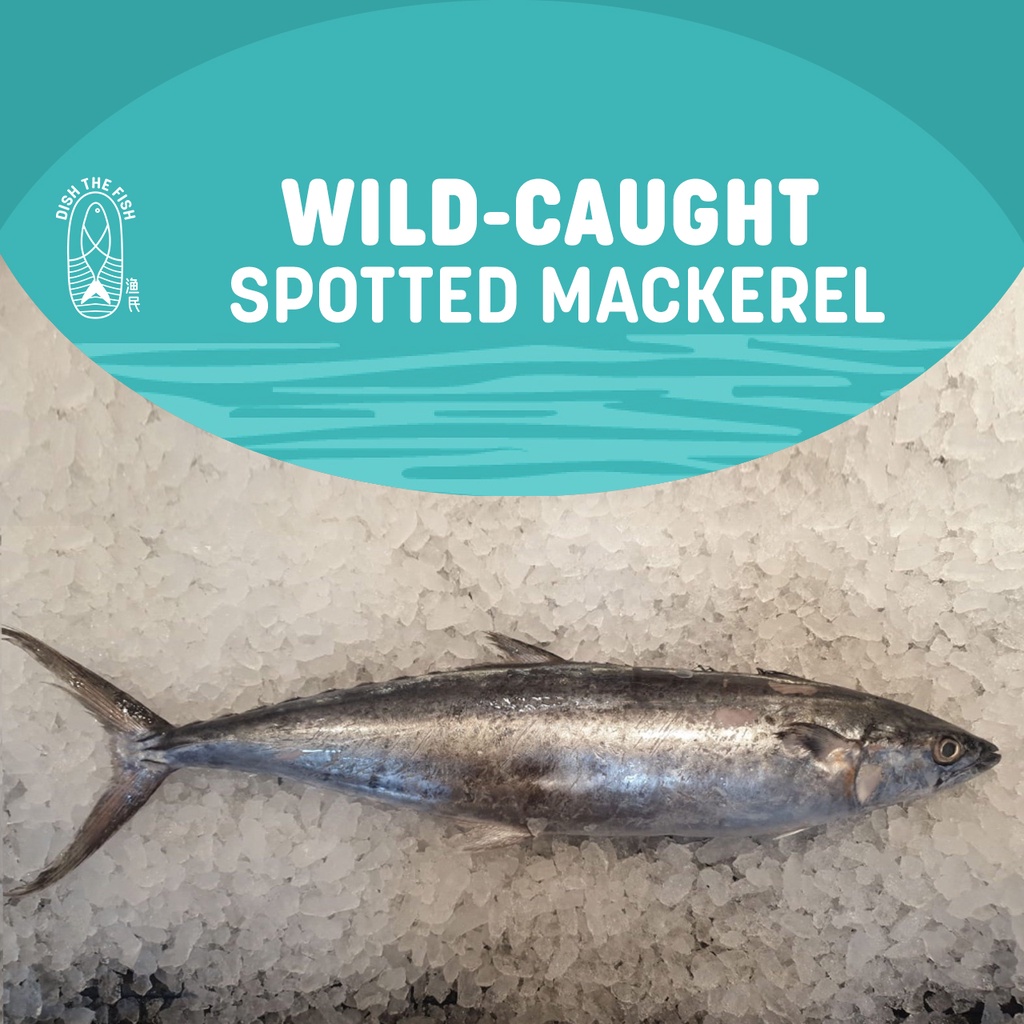 Dish The Fish Wild Spotted Mackerel 马鲛鱼 (About 1Kg) | Shopee Singapore