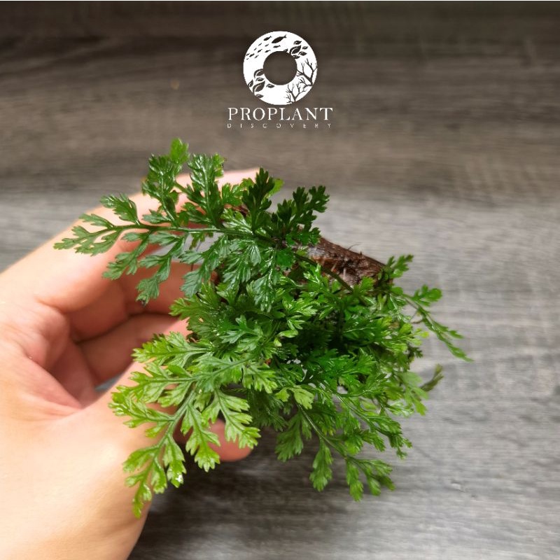 Mini Bolbitis Asplenium Tenuifolium - Aquarium / Paludarium / Terrarium ...