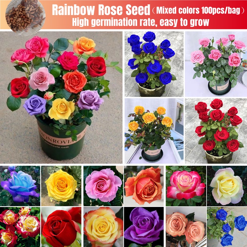 [Biji Rose Jepun] Rainbow Rose Seeds for Planting (Mixed 100 Seeds ...