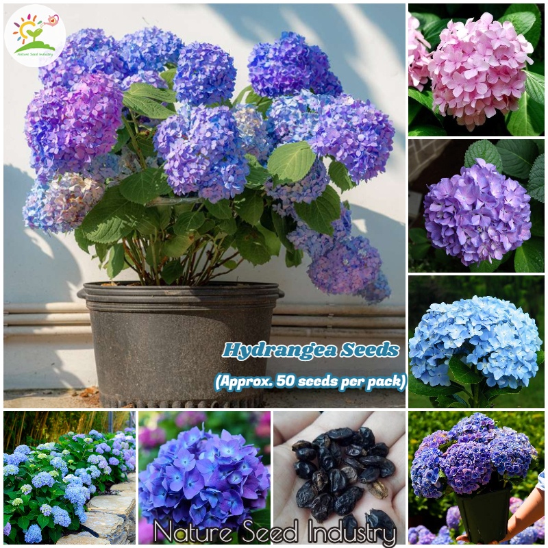 [Fast Germination] 50pcs Seeds/pack Hydrangea Seeds for Sale Gardening ...