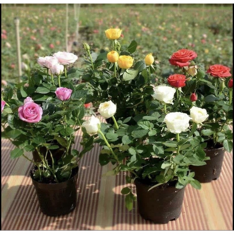Mini Dwarf Rose roses Plant potted valentine surprise gift | Shopee ...