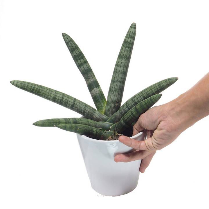 Sansevieria Cylindrica, Boncel, Snake Plant | Shopee Singapore