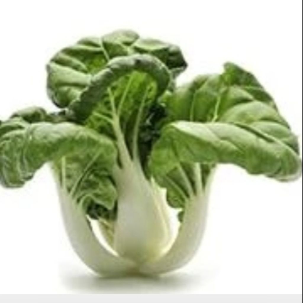 300 Dwarf Nai You Baby Pak Choy seeds 矮小奶白种子 (fr SG) | Shopee Singapore