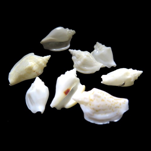 Little Bear Conch white - craft Seashell - Conch - Natural SeaShells ...