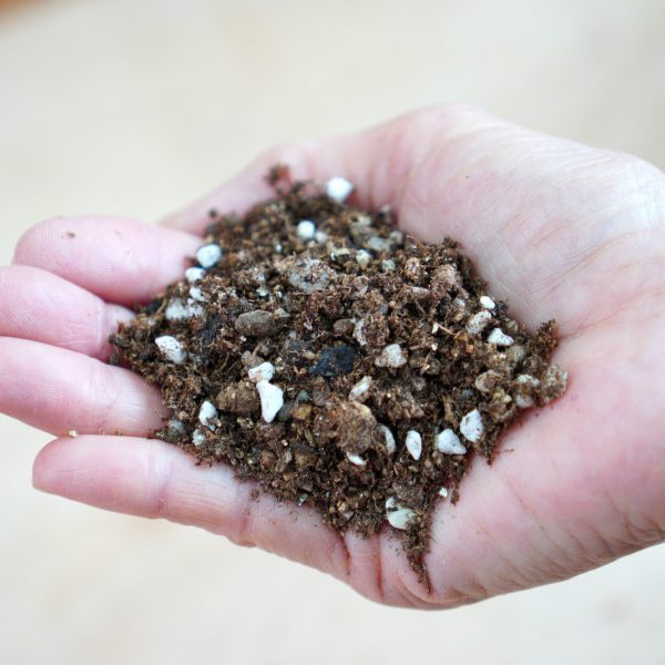 Soil mix succulents Golden Medical Stone Lecca Volcanic sand Pumice ...