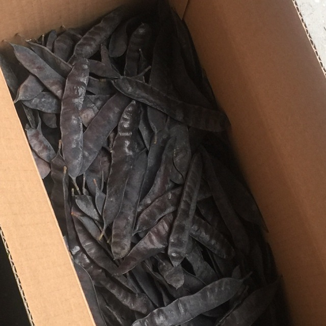 Dried locust 1kg | Shopee Singapore