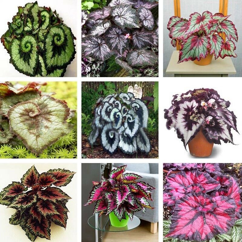 Singapore Ready Stock 50 Pcs Seeds for Planting Mixed Color Begonia ...