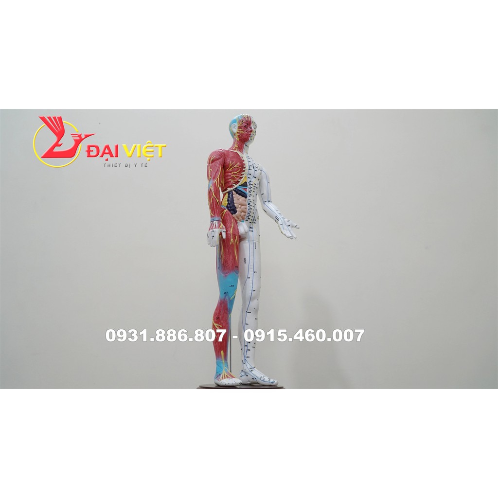 Human Acupuncture Point Model 60CM | Shopee Singapore
