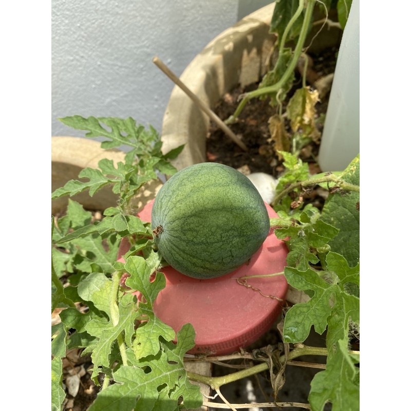 75.Mini Watermelon Seeds 8pcs in SG | Shopee Singapore